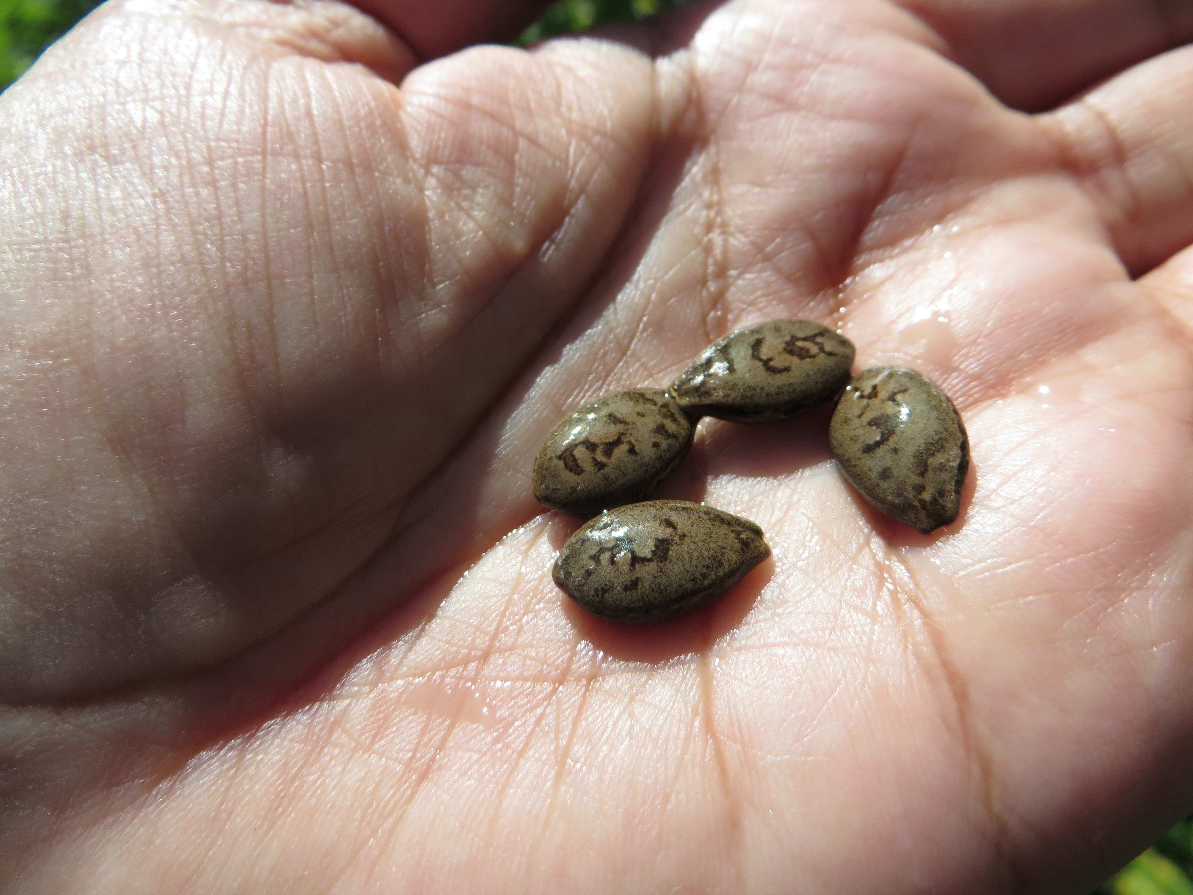 Wild Cucumber | ManitobaNaturePhotos