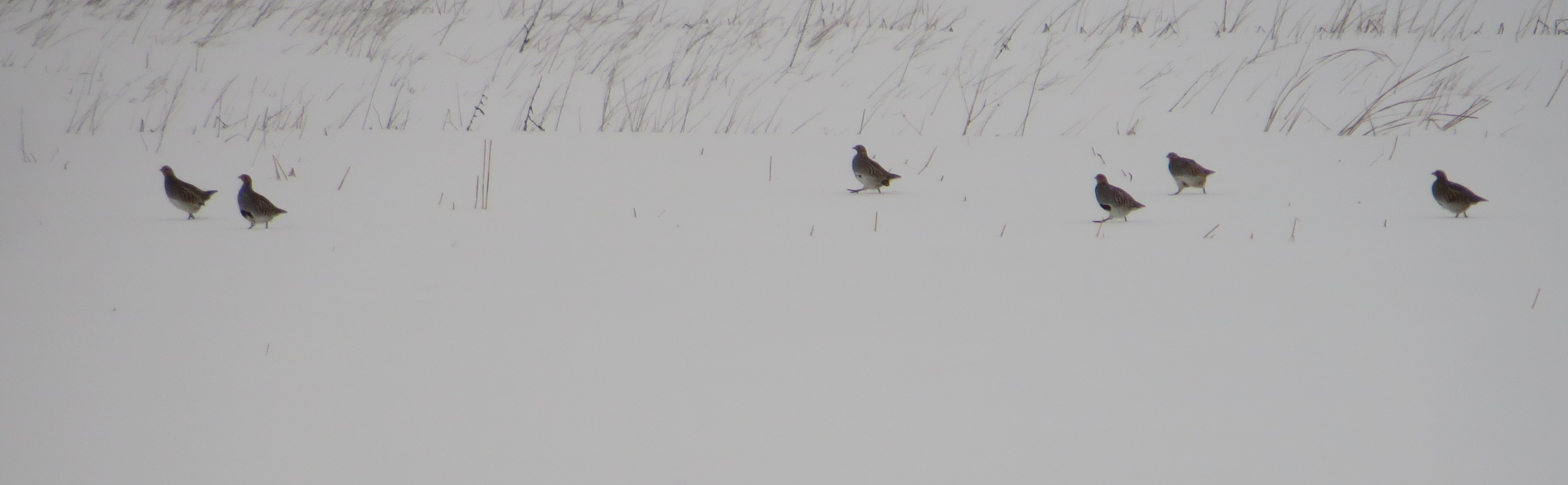 Grey Partridge | ManitobaNaturePhotos