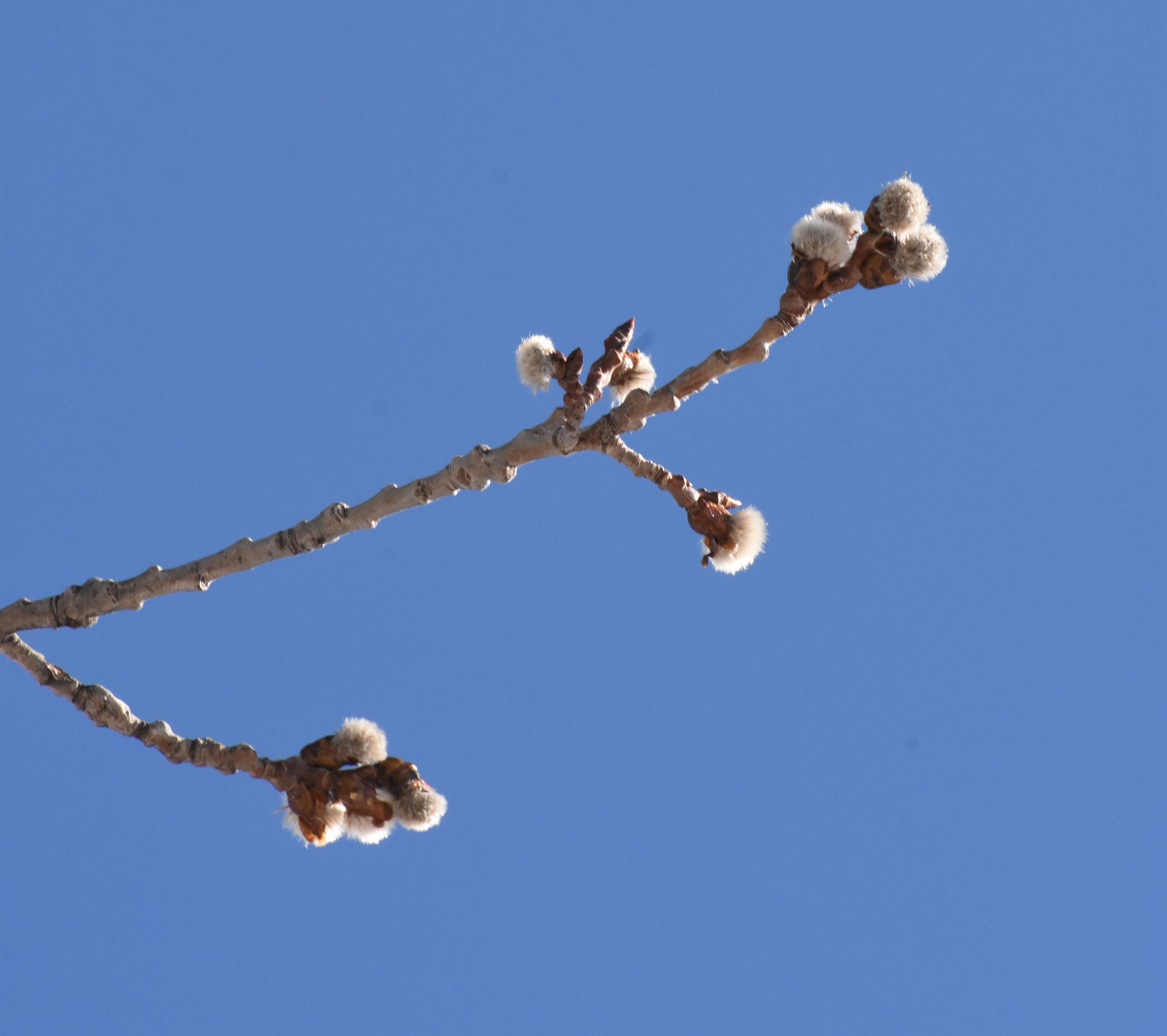 Poplar buds | ManitobaNaturePhotos